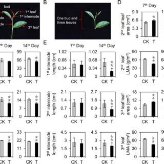 The Exogenous Application Of Brassinolide Bl Could Compensate For