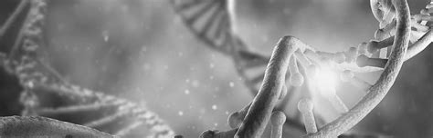 Pbmc Humanized Mice — Invivocue Leading Expert In Humanized