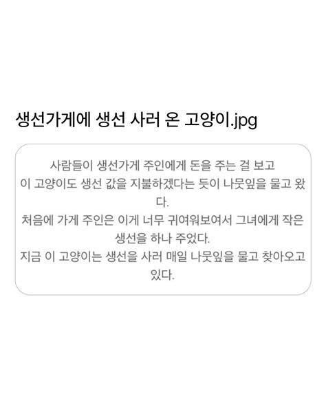 생선가게에 생선 사러 온 고양이 에펨코리아