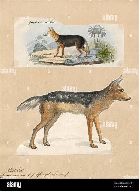 Canis Aureus Print The Golden Jackal Canis Aureus Is A Wolf Like
