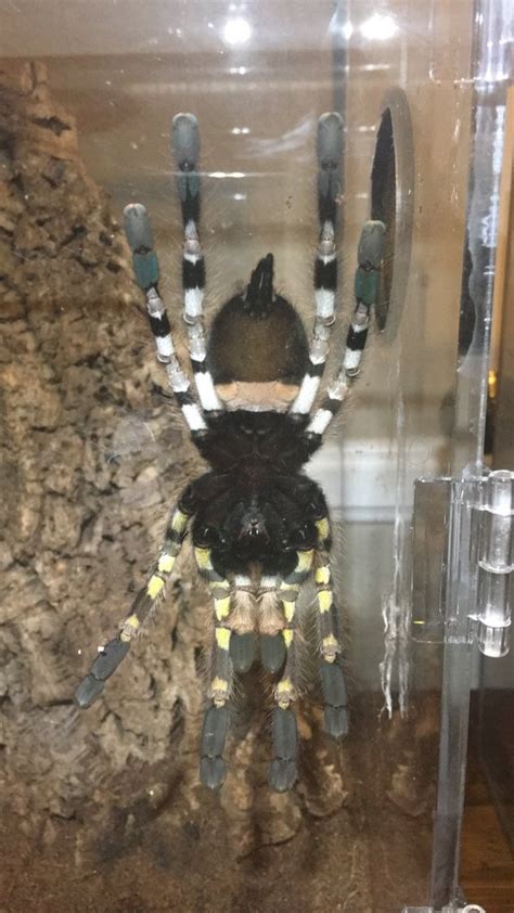 Adult Female P Regalis Arachnoboards