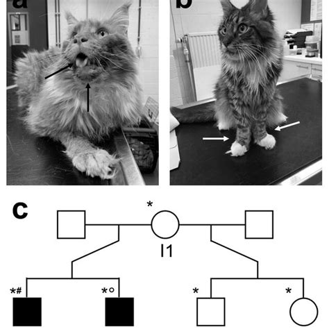 Relevant Criteria For Variant Classification Download Scientific Diagram