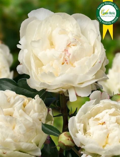 Peony Kelway's Glorious (Late) - Green Works - Specialist in Peonies
