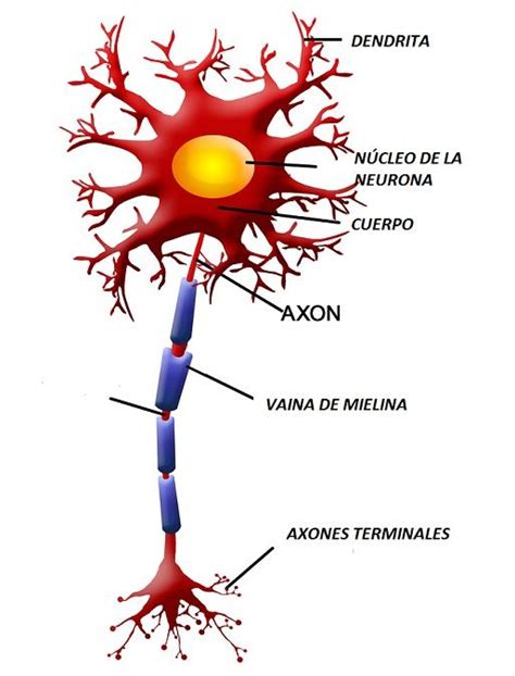Mielina Funções Treinamento Estrutura