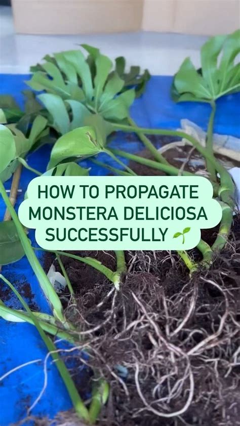 Consejos Para Cultivar Monstera Deliciosa Con éxito Monstera