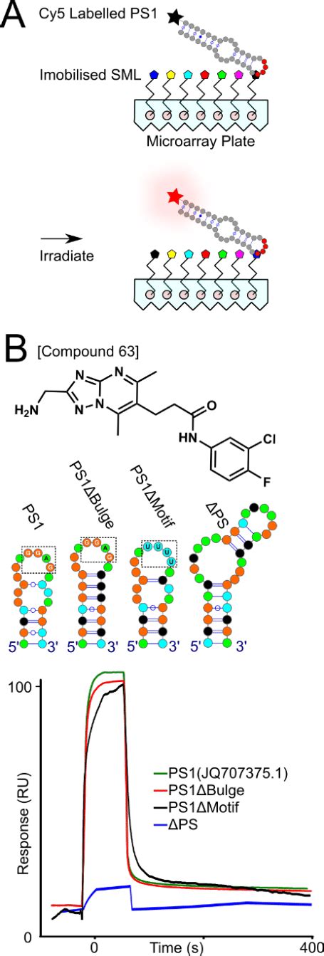 Ps Rna Binding Compounds Are Identified Using A Smm And Their Download Scientific Diagram