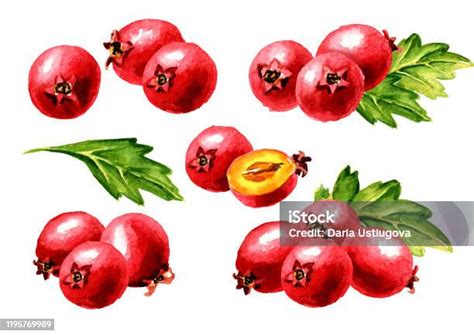 녹색 잎 세트와 레드 호손 베리 흰색 배경에 격리 된 수채화 손으로 그린 그림 산사나무에 대한 스톡 벡터 아트 및 기타 이미지