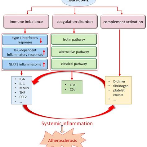 The Systemic Inflammatory Response From Sars Cov 2 May Trigger Download Scientific Diagram