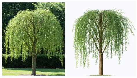 Keep Your Potted Braided Willow Thriving Year Round Expert Care Tips