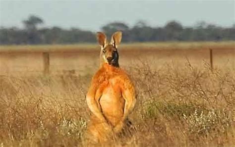 울끈불끈 수컷 캥거루 근육은 암컷 어필용