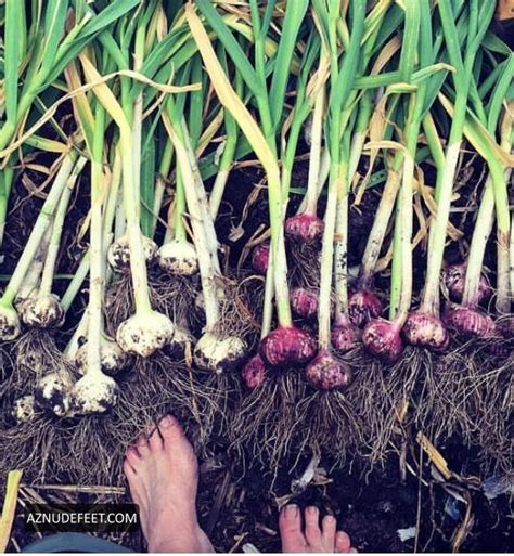 Millie Ross Feet Aznudefeet