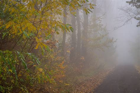 안개가 자욱한 가을 아침에 낙엽수림 숲의 나뭇잎과 나무의 단풍 자작 나무에 화려한 잎 높은 공기 습도 마법의 숲 0명에 대한 스톡 사진 및 기타 이미지 Istock