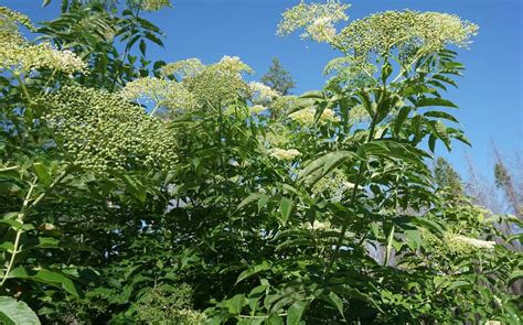 Blue Elderberry Pollinator Understanding Pollination Of Elder And