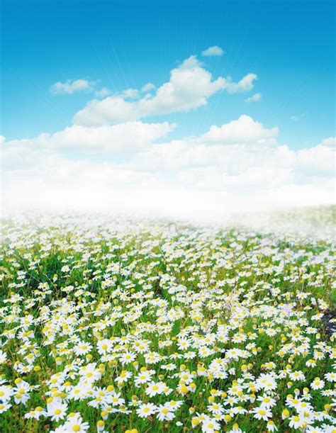 Daisy Field Premium Photo