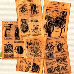 11 Pages Sexual System Of A Man Diagrams Pictures And Text Digital Download Etsy