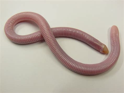 National 𝐓𝐡𝐞 𝐒𝐨𝐮𝐭𝐡 𝐀𝐟𝐫𝐢𝐜𝐚𝐧 𝐒𝐩𝐚𝐝𝐞 𝐬𝐧𝐨𝐮𝐭𝐞𝐝 𝐖𝐨𝐫𝐦 𝐋𝐢𝐳𝐚𝐫𝐝 Worm Lizards Are