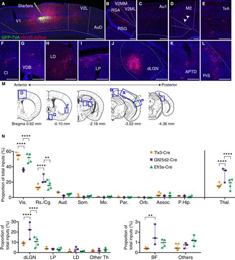 Three Types Of Cortical Layer Neurons That Differ In Brain Wide Connectivity And Function Neuron