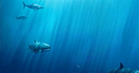 Download And Play Humpback Whale Life Simulator On Pc And Mac Emulator