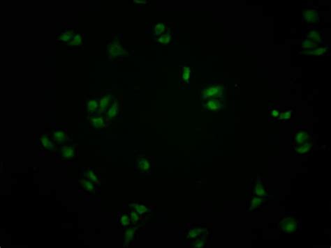 Atf6 Polyclonal Antibody Invitrogen 100 μl Unconjugatedantibodies