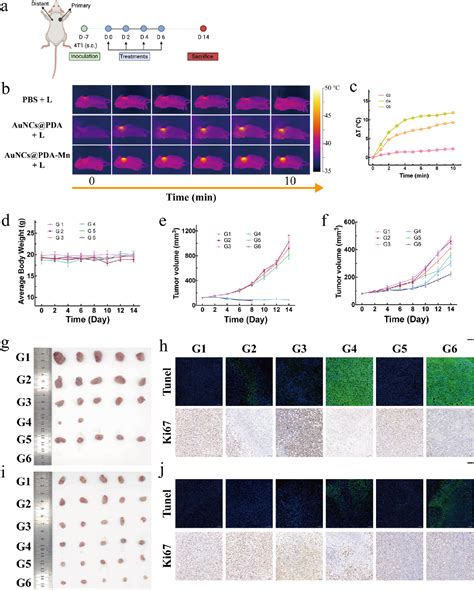 Figure 4 From Metal Phenolic Network Coated Gold Nanoclusters For Enhanced Photothermal