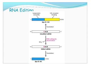 RNA Processing Post Transcriptional Modifications Splicing Capping Poly A Tail RNA Editing