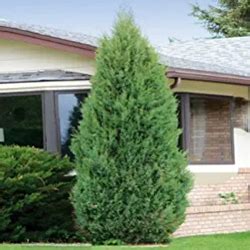 Cedar Tree Lifespan When Do They Mature EmbraceGardening EmbraceGardening