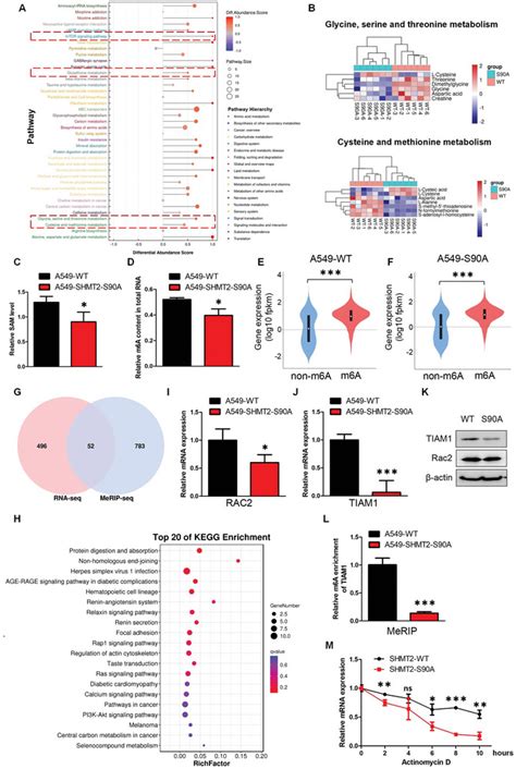 Phosphorylated Shmt2 Regulates Oncogenesis Through M6a Modification In Lung Adenocarcinoma Pmc