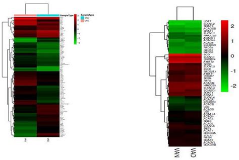 Heat Map Of Significantly Regulated Genes Involved In Lipid Metabolism