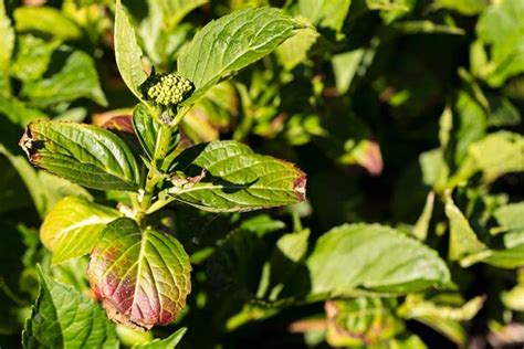 How To Identify And Treat Anthracnose On Hydrangeas Gardeners Path