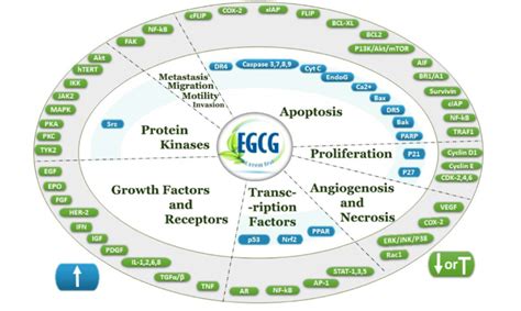 Schematic Drawing Of The Regulative Actions Of Egcg This Carton Is