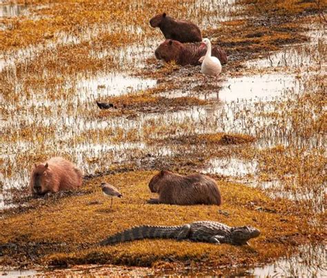 Capybara Food Chain Capybara Facts Diet Habitat And Pictures On