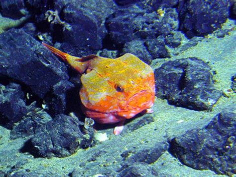 Marine Science Brawijaya How Spooky Deep Sea Creatures