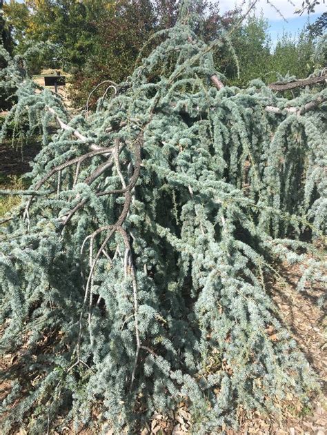Weeping Blue Atlas Cedar Cedrus Atlantica Glauca Pendula