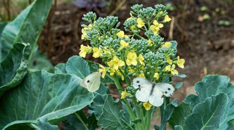 Cabbage Growth Stages How Fast Does Cabbage Grow