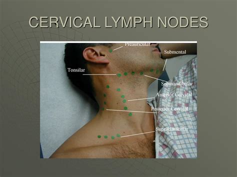 Ppt Basic Physical Examination In Ent Head And Neck Powerpoint