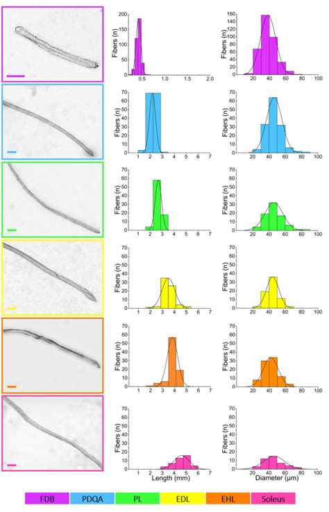 Intact Short Intermediate And Long Skeletal Muscle Fibers Obtained By Enzymatic Dissociation