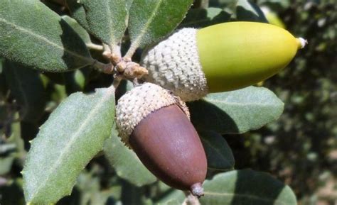 Encina Características Hábitat Fruto Usos Reproducción Madera