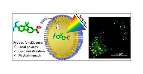 Pushpull Fluorescent Dyes With Trifluoroacetyl Acceptor For High Fidelity Sensing Of Polarity