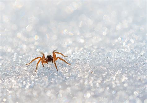 Is Winter Pest Control Actually Important