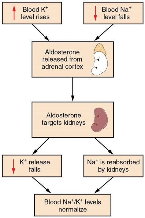Electrolyte Chart For Nursing