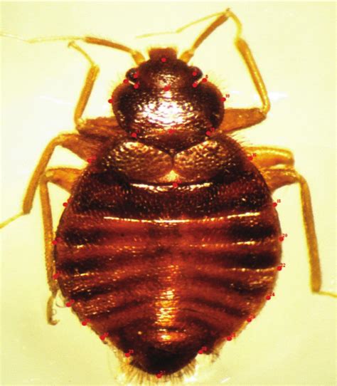 Morphometrics Of The Tropical Bed Bug Hemiptera Cimicidae From Cape Coast Ghana
