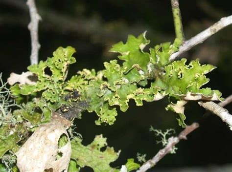 Pseudocyphellaria Aurata Sobre Una Rama En La Laurisilva De La Isla De