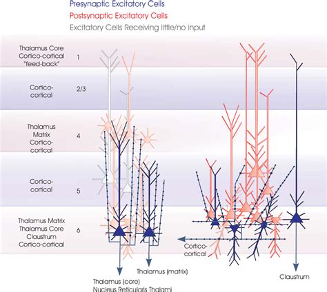 Figure 1 From Functional Maps Of Neocortical Local Circuitry Semantic