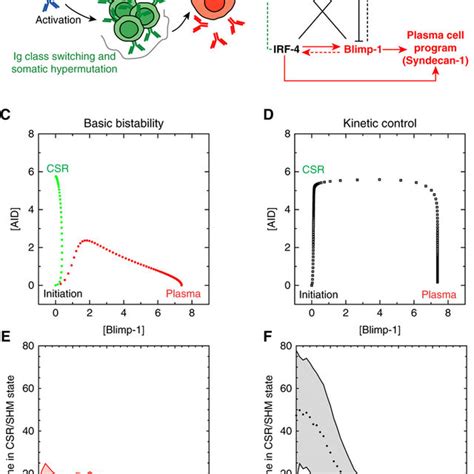 Model Of Class Switch Recombination A The Genomic Organization Of Download Scientific