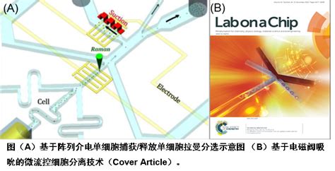 中心单细胞拉曼流式分选技术取得重要进展 青岛生物能源与过程研究所单细胞研究中心