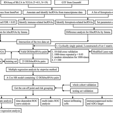 Use Of The Risk Assessment Model To Estimate Tumor‐infiltrating Cells