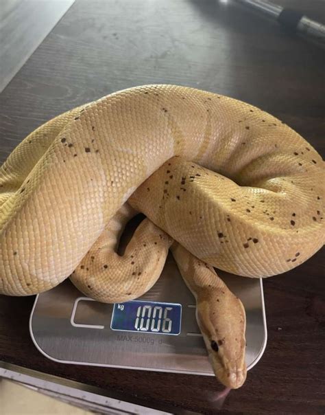 Jual Ball Python Banana Enchi Male Proven Di Seller Chiko Shop Johar