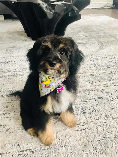 Doodle Showcase Js Doodles Breeder Aussiedoodles Goldendoodles London