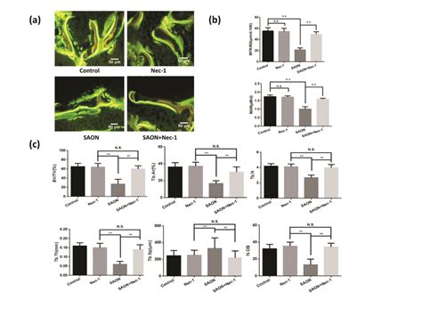 Osteogenic Activity Measured By Bone Histomorphometry A