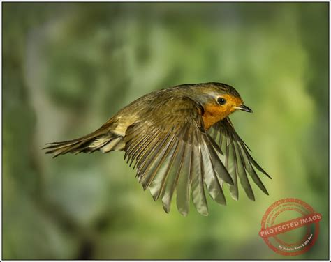 Whose A Clever Dickie Driffield Photographic Society